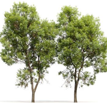 Tree Greenery 3D Model - The Trees | CGmodelX